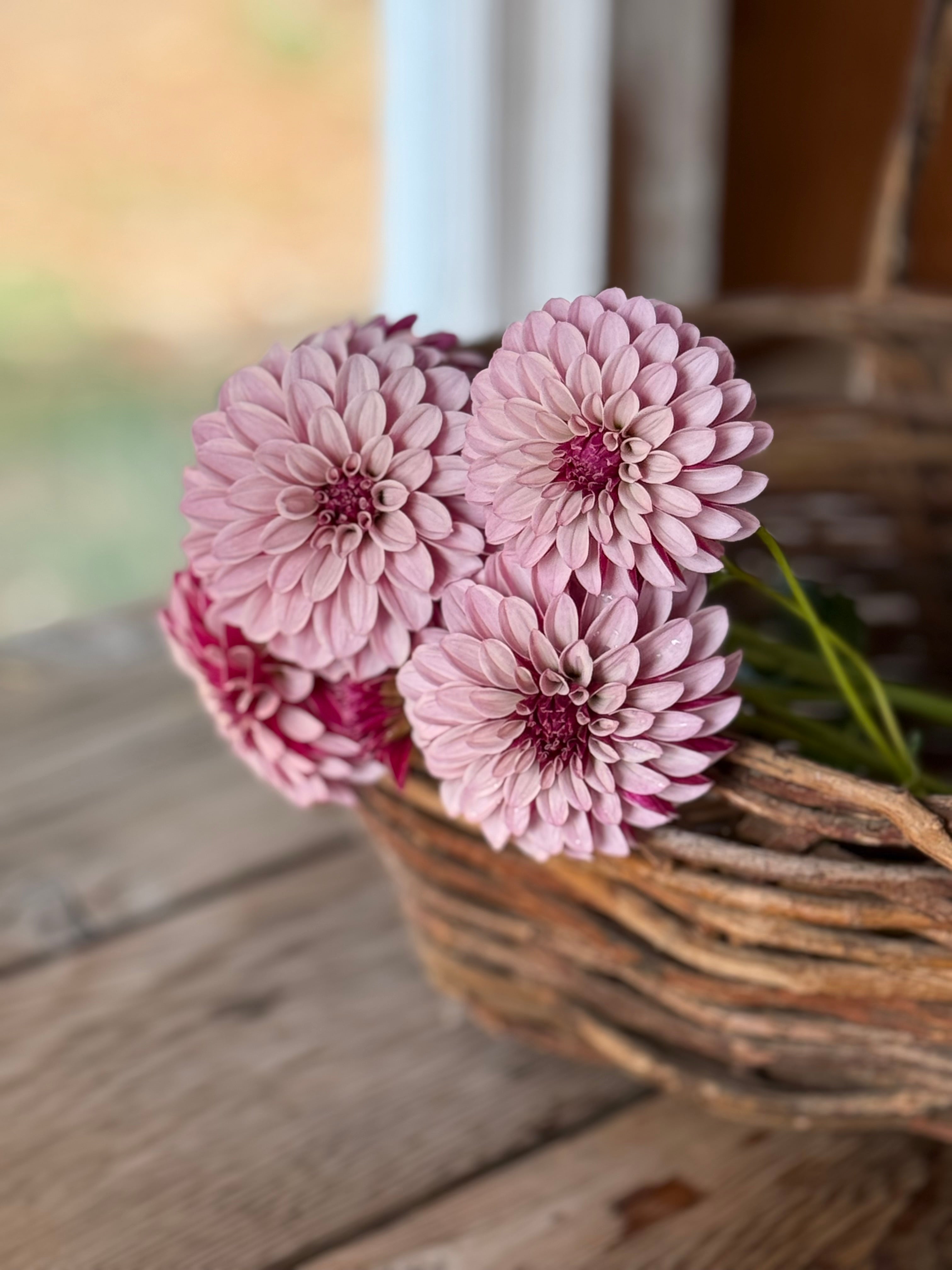 Salish Twilight Girl – Muddy Hill Flower Farm