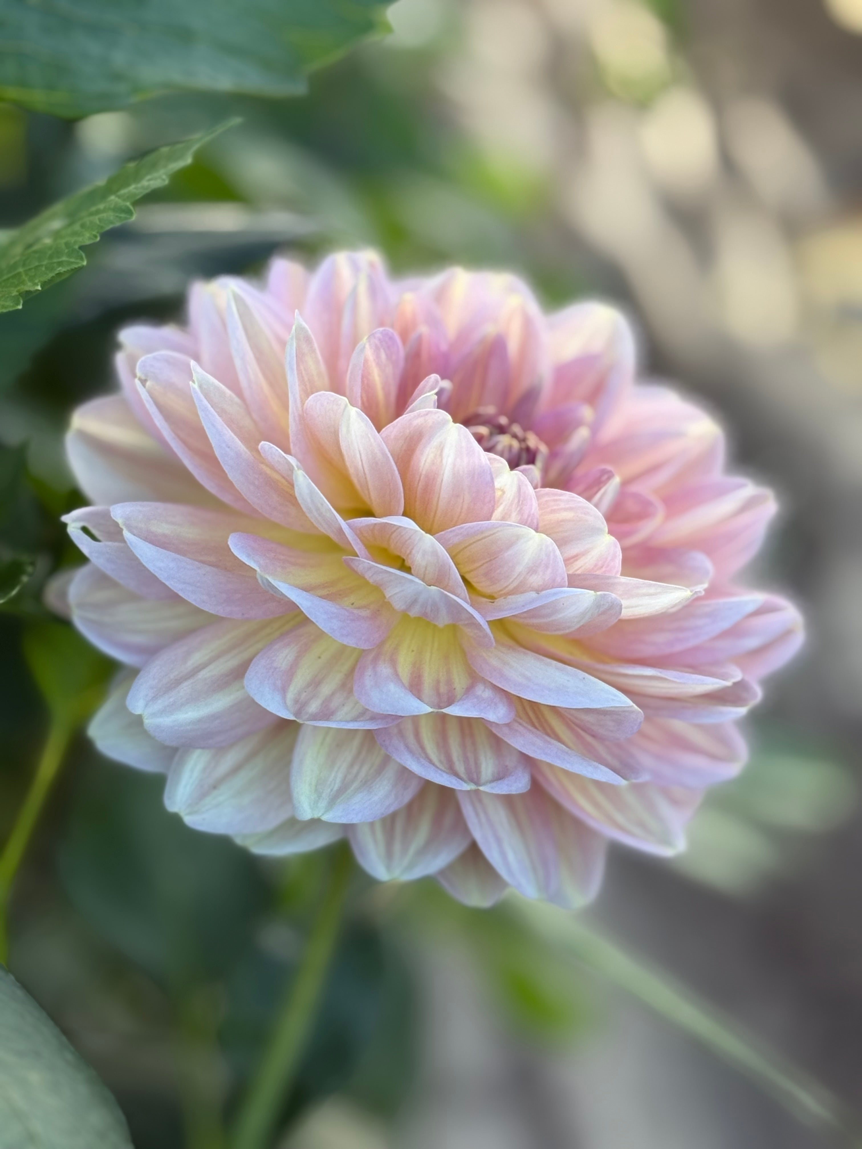Hapet Old Charm *LIMIT ONE* – Muddy Hill Flower Farm