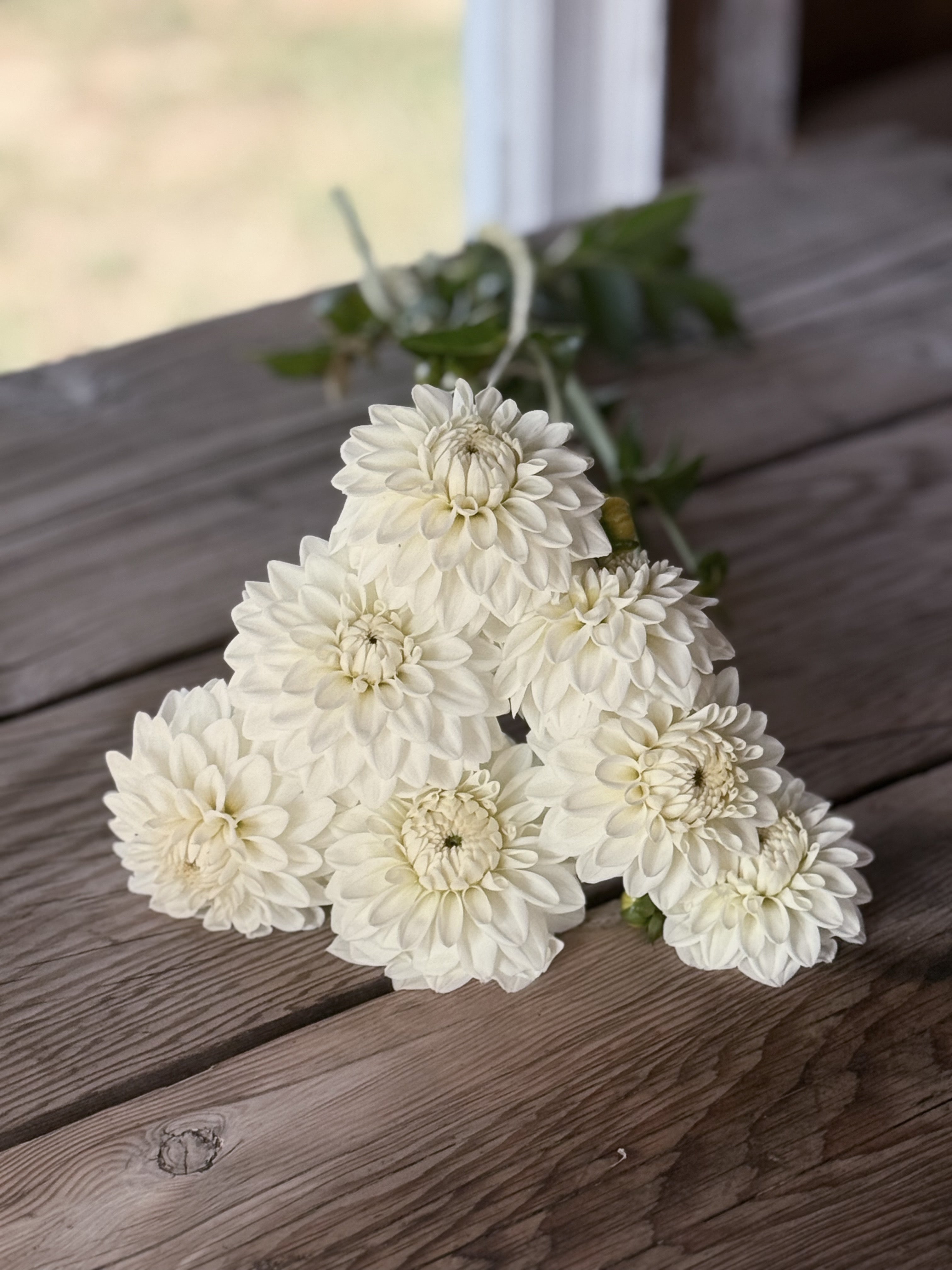 Salish Snow Day – Muddy Hill Flower Farm