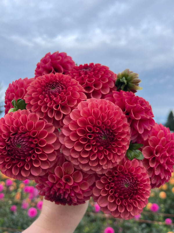 Ferncliff Kathleen – Muddy Hill Flower Farm