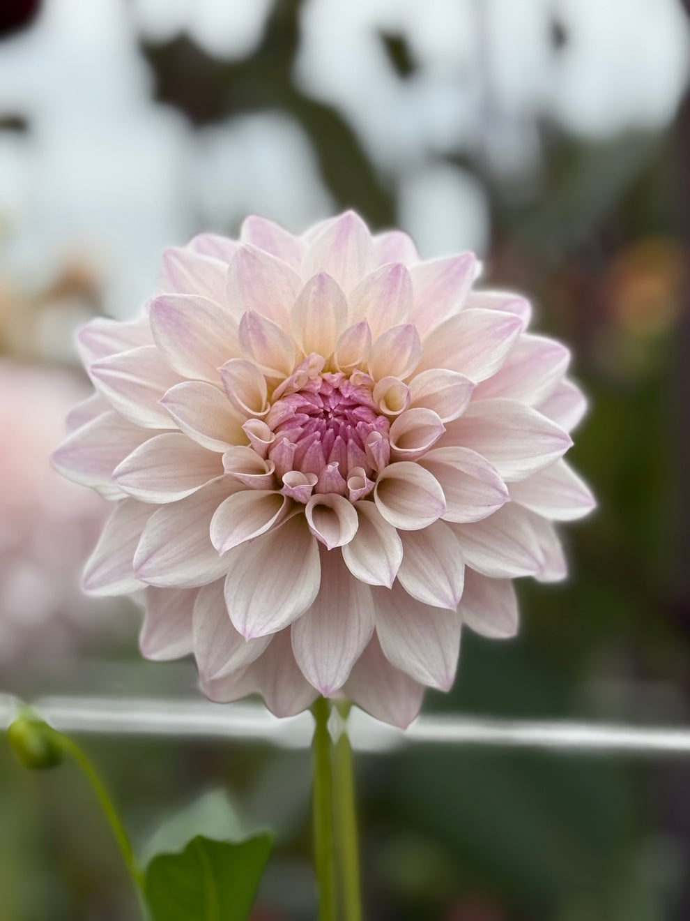 Bloomquist Compare – Muddy Hill Flower Farm