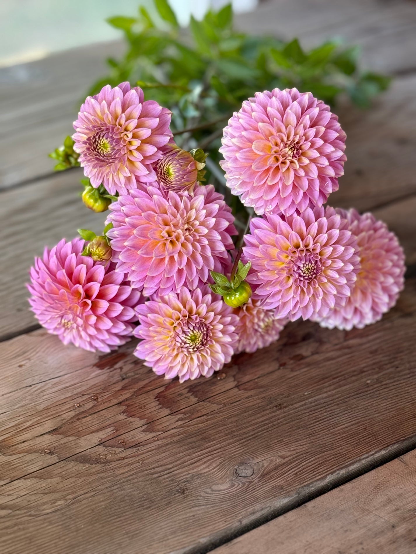 Bloomquist Essence – Muddy Hill Flower Farm