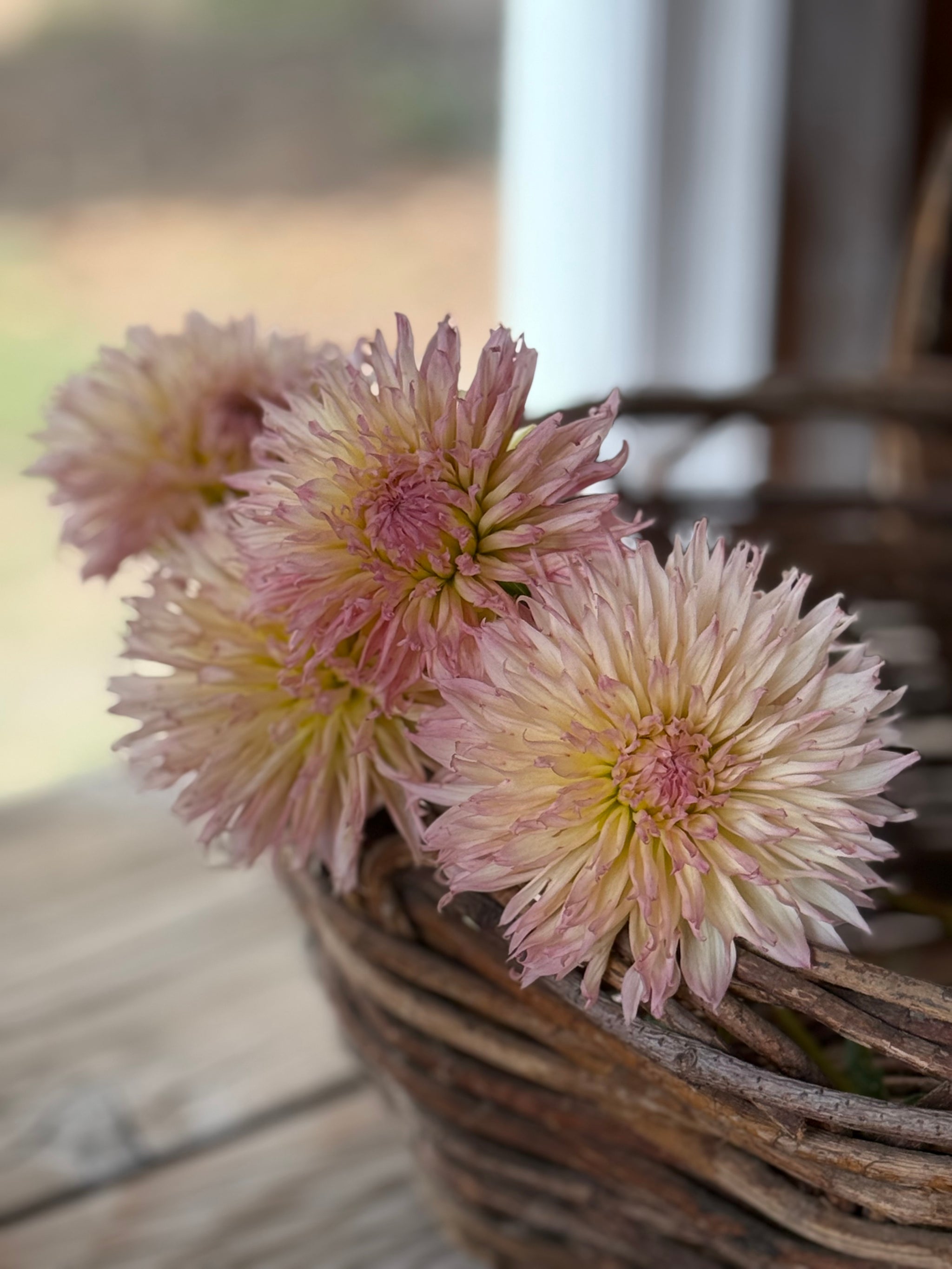 Alauna Millipiques – Muddy Hill Flower Farm