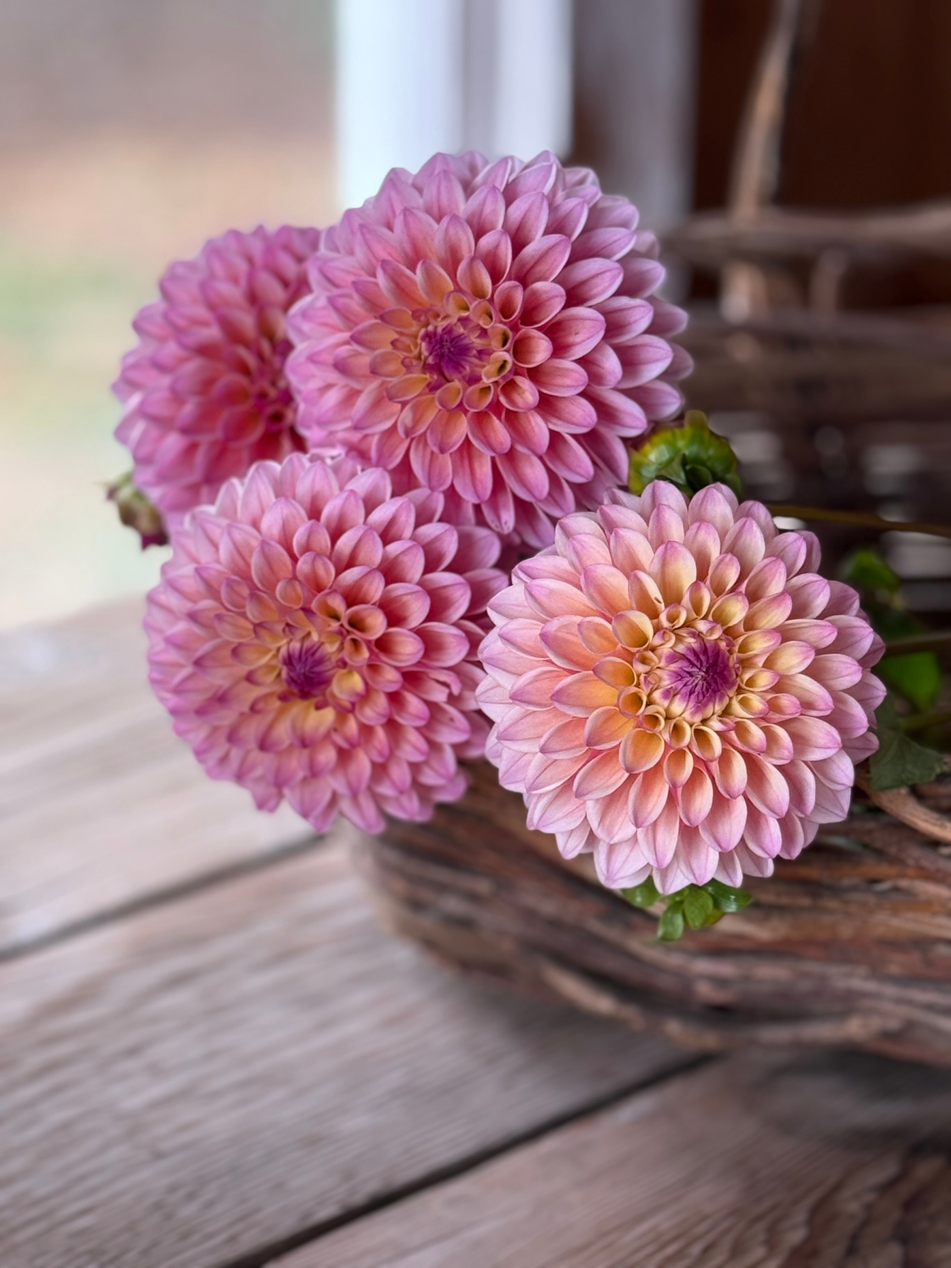 Coralie – Muddy Hill Flower Farm