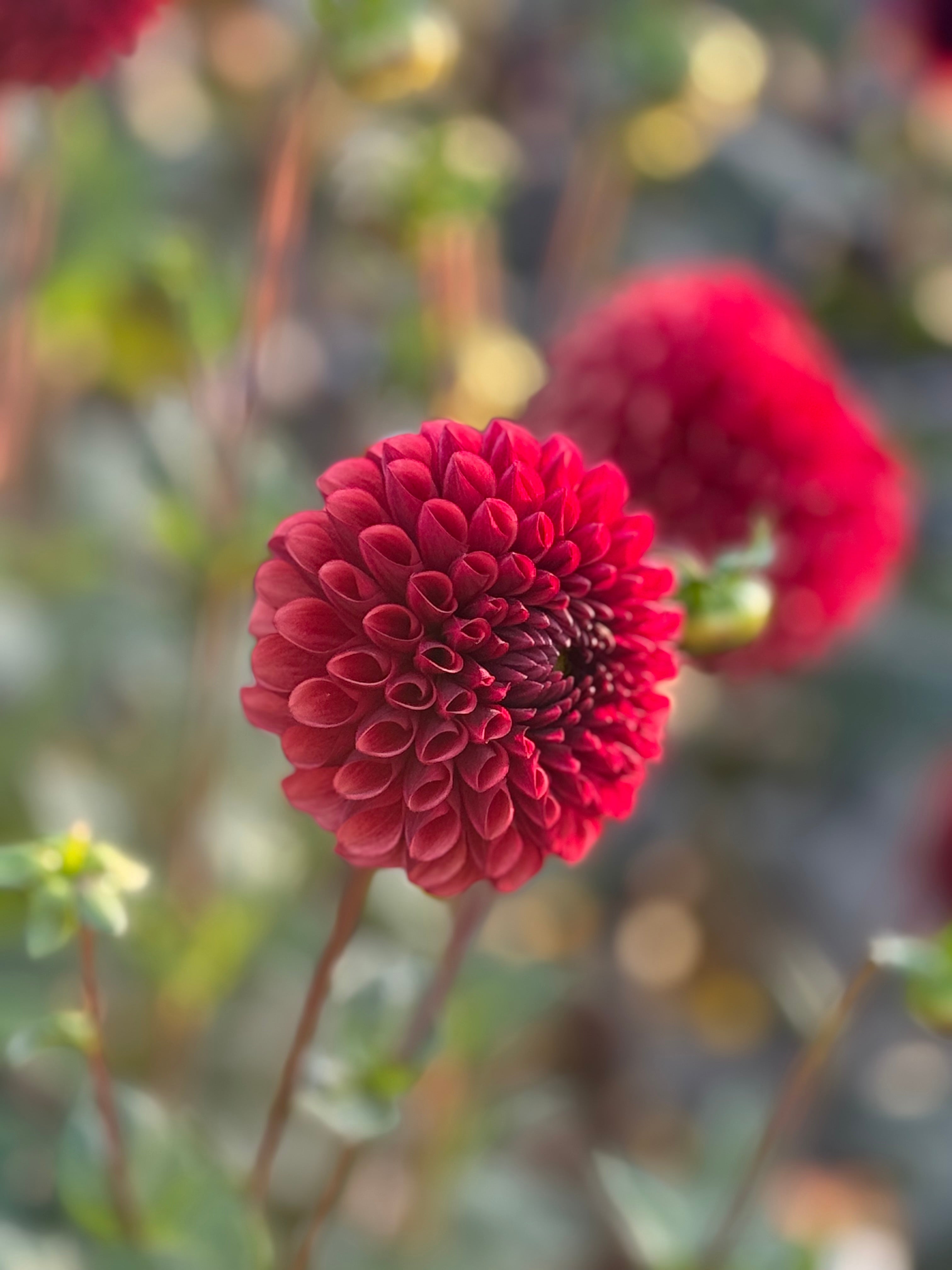 Copper Boy – Muddy Hill Flower Farm