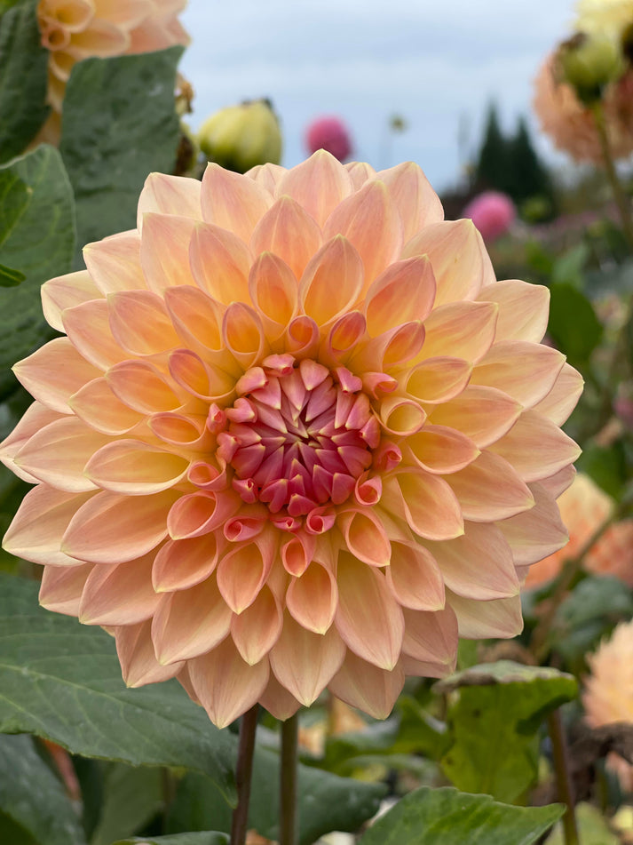 Bloomquist Alan – Muddy Hill Flower Farm