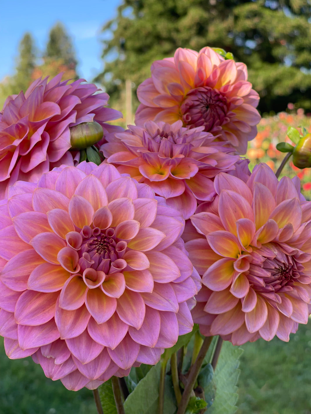 Dahlia Tubers – Muddy Hill Flower Farm