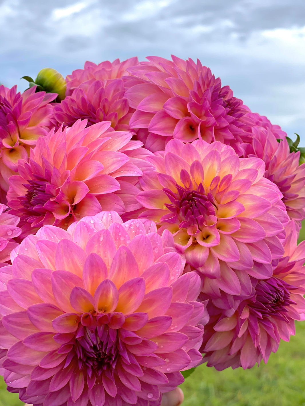 Dahlia Tubers – Muddy Hill Flower Farm