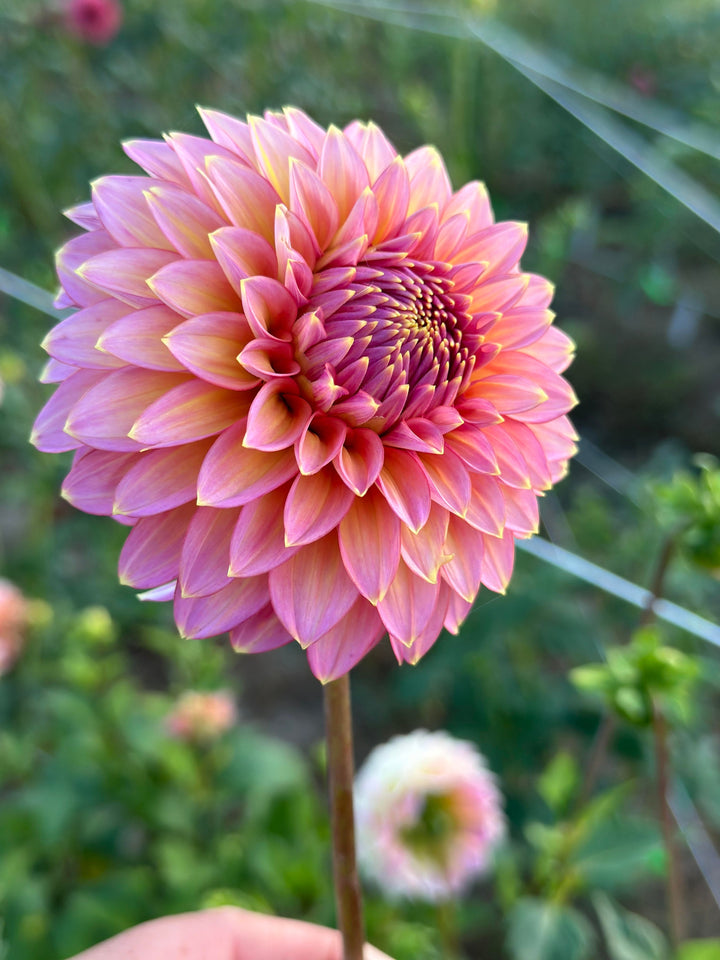 Dahlia Tubers – Muddy Hill Flower Farm