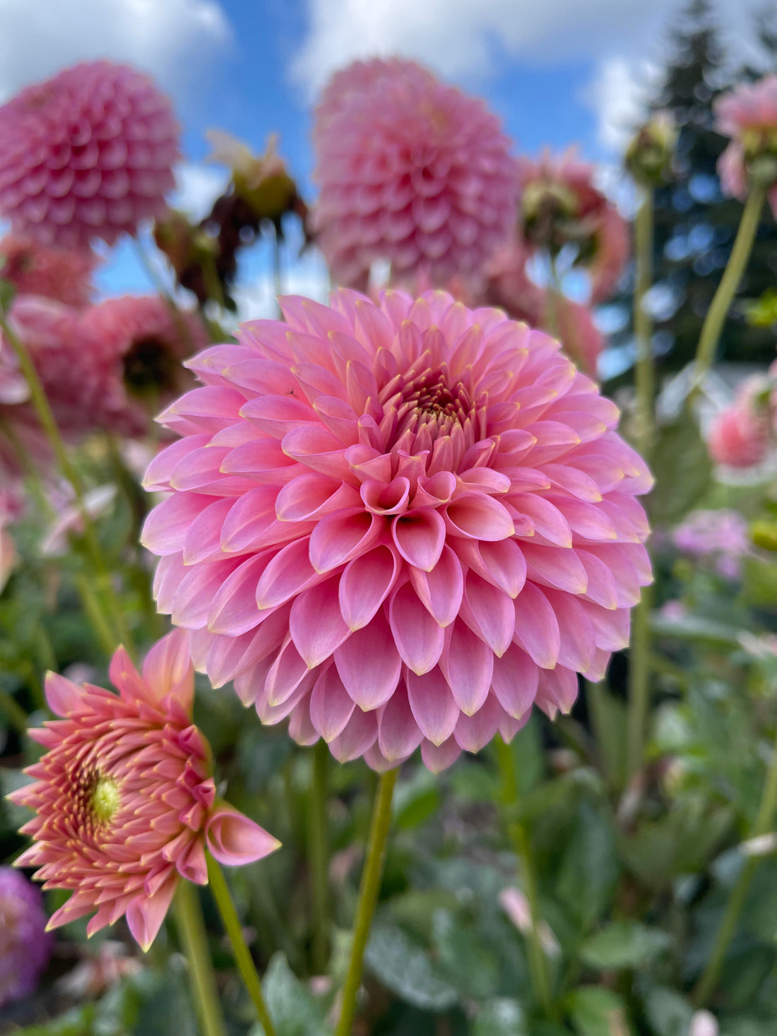 Bloomquist Pink Parfait – Muddy Hill Flower Farm