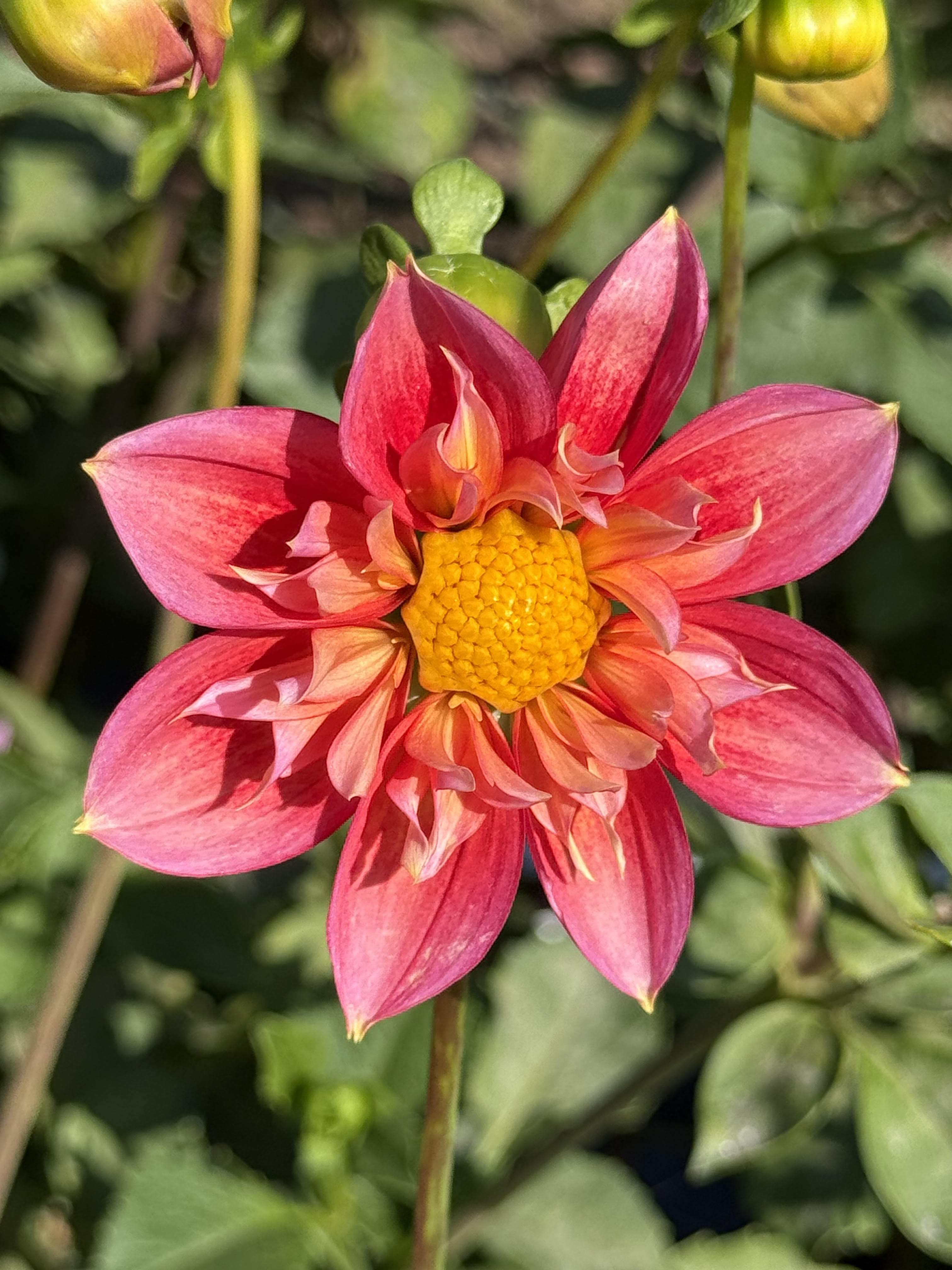 Bloomquist Simple – Muddy Hill Flower Farm