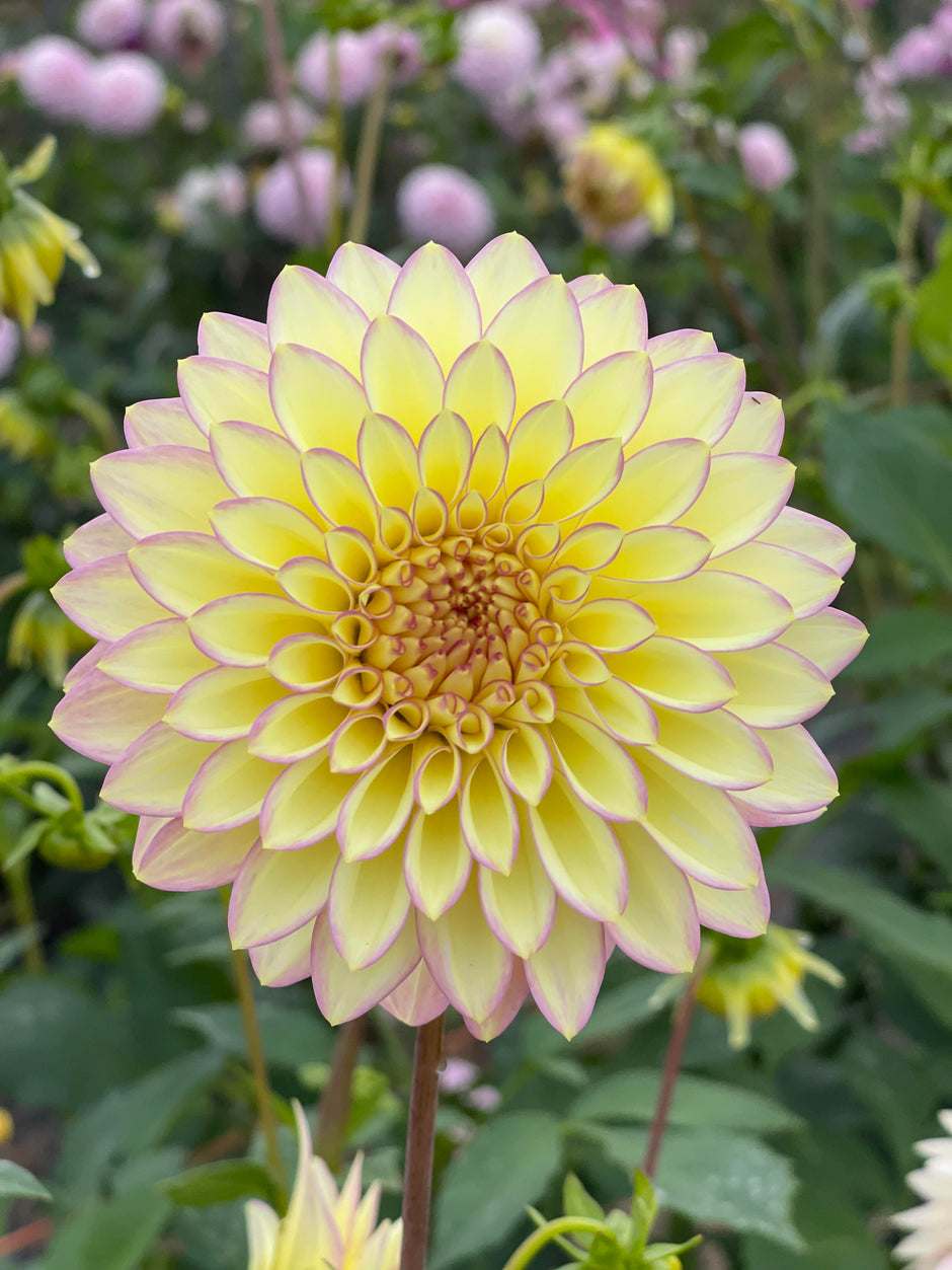 Dahlia Tubers – Muddy Hill Flower Farm