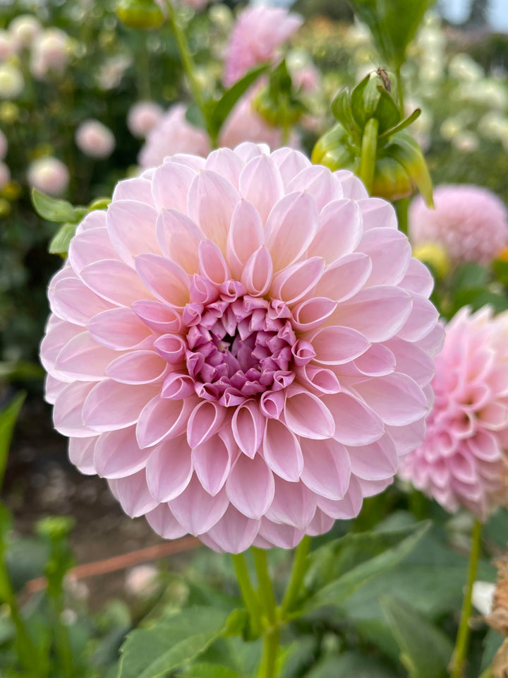 Dahlia Tubers – Muddy Hill Flower Farm
