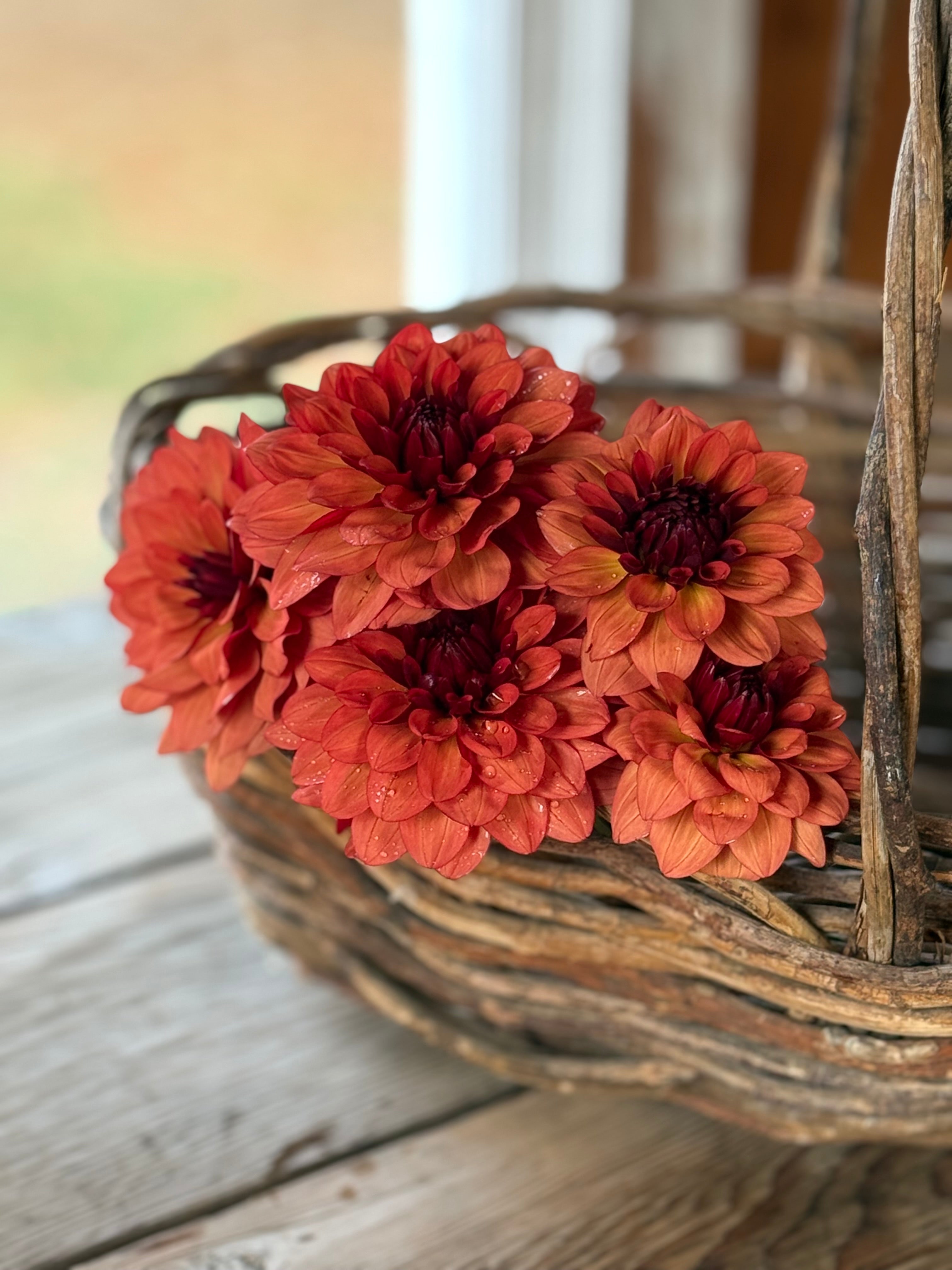 Missis Miley *LIMIT ONE* – Muddy Hill Flower Farm