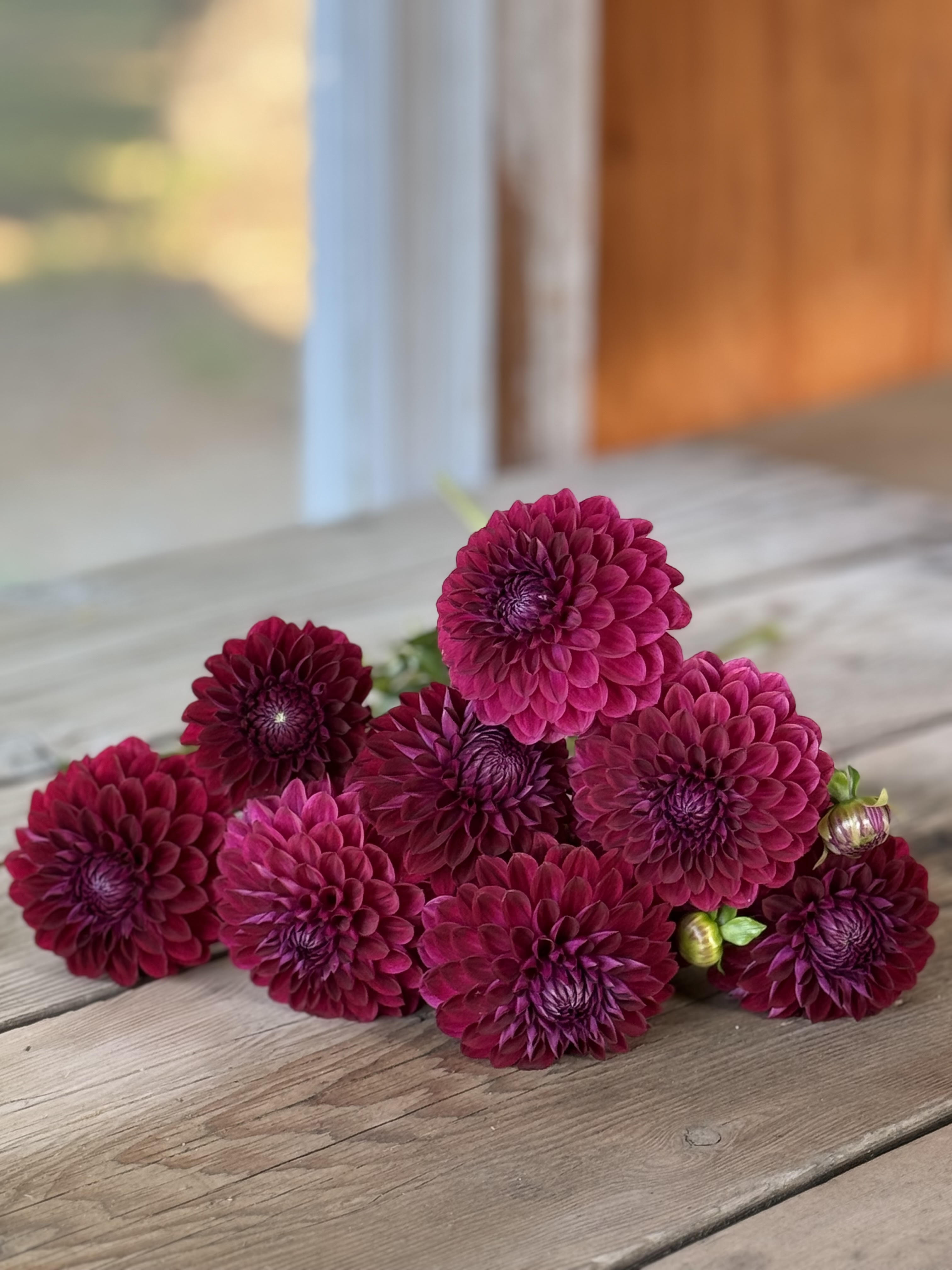 CDP Floriferous – Muddy Hill Flower Farm