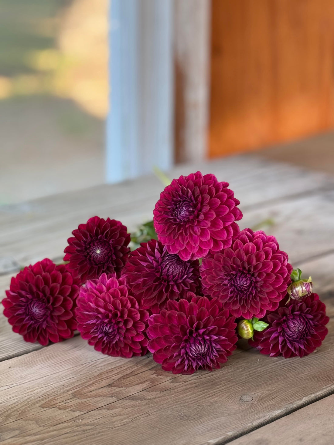 CDP Floriferous – Muddy Hill Flower Farm