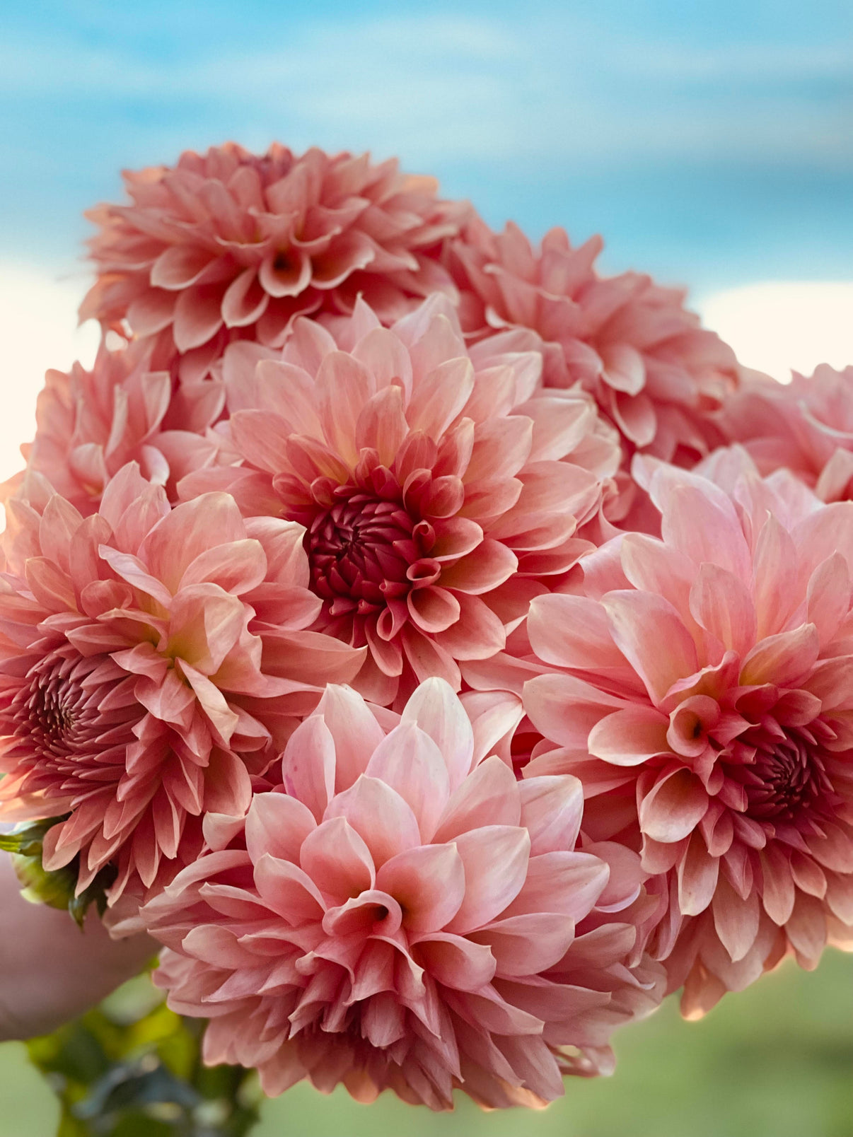 Cara Elizabeth – Muddy Hill Flower Farm