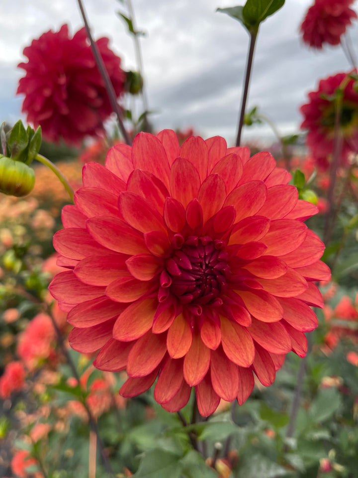 Dahlia Tubers – Muddy Hill Flower Farm