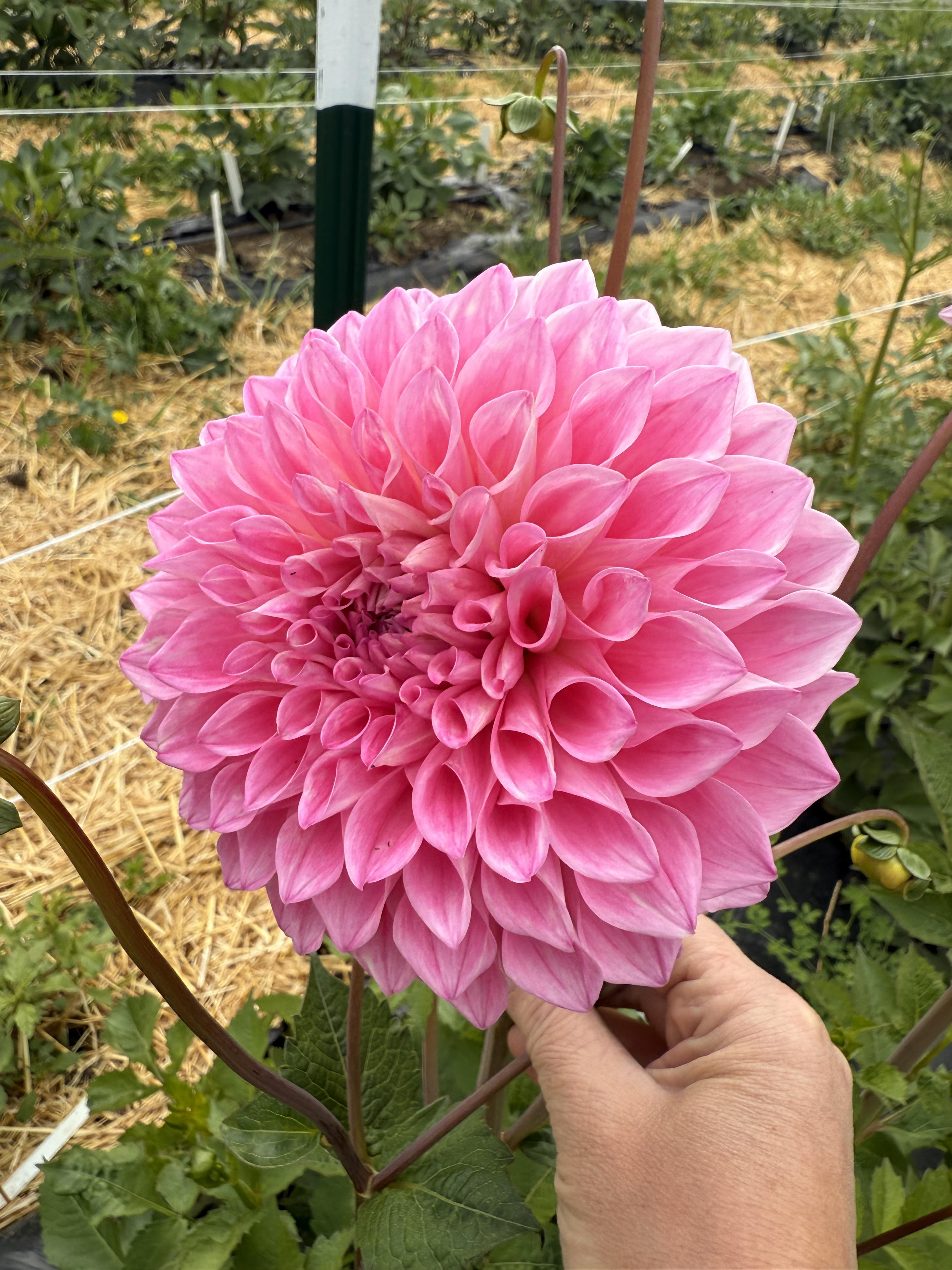 Lee's Hubba Bubba – Muddy Hill Flower Farm