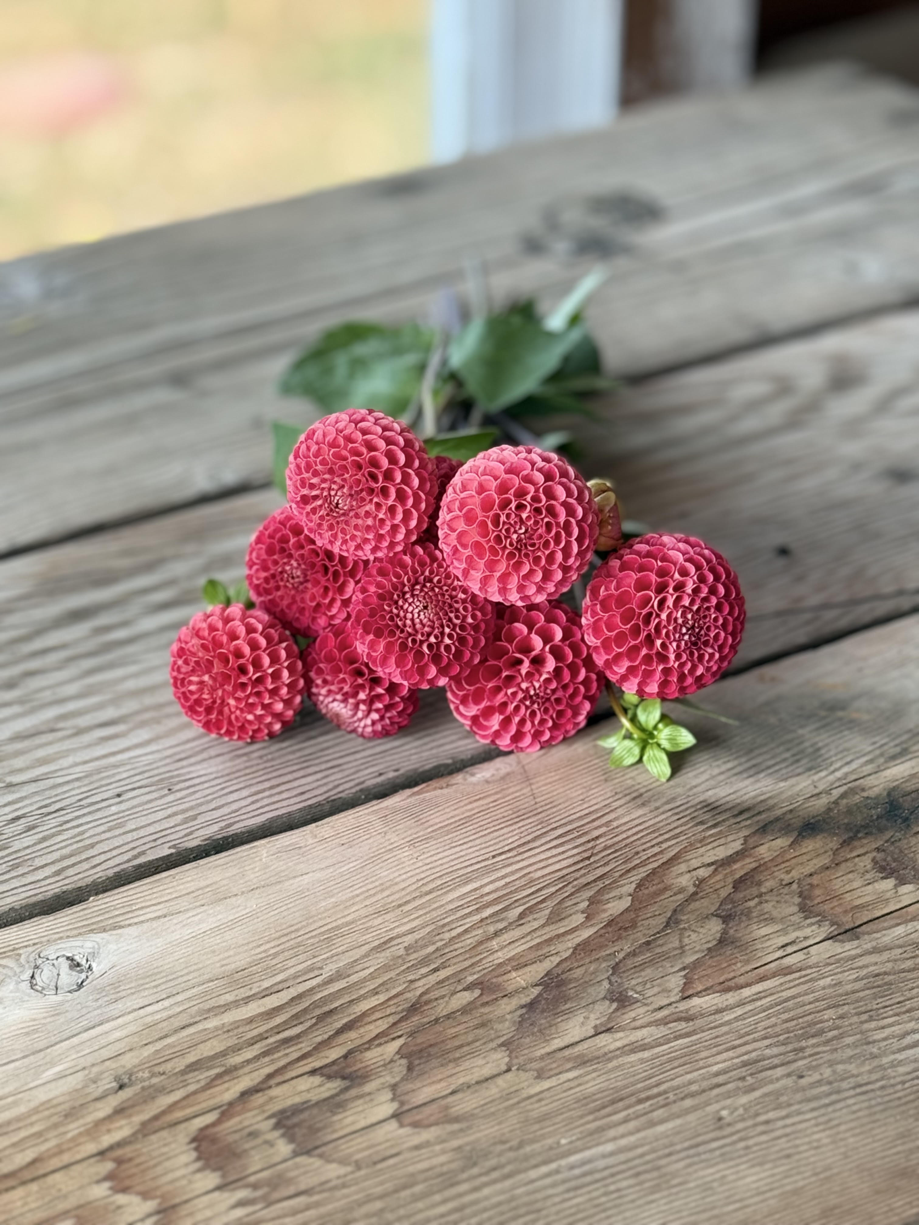 SB's KA's Choice – Muddy Hill Flower Farm