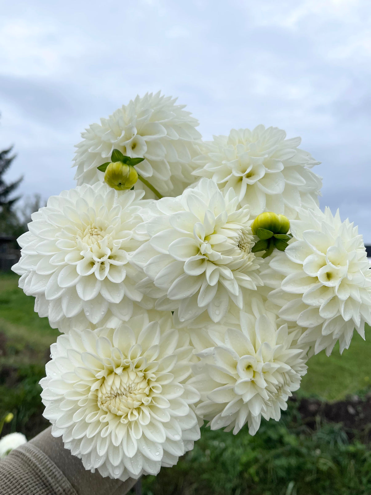 Salish Snow Day – Muddy Hill Flower Farm
