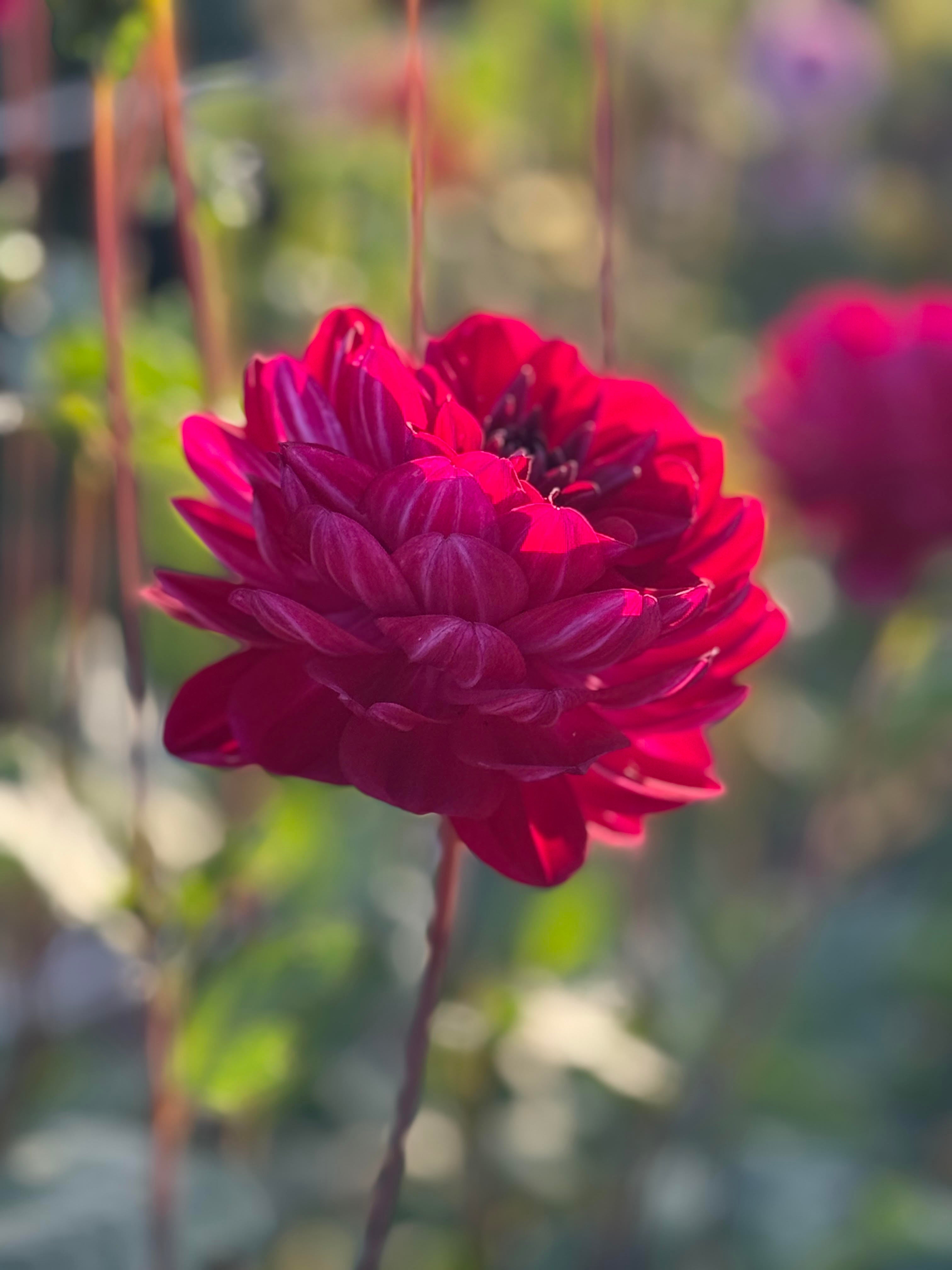 Sandia Bertha – Muddy Hill Flower Farm