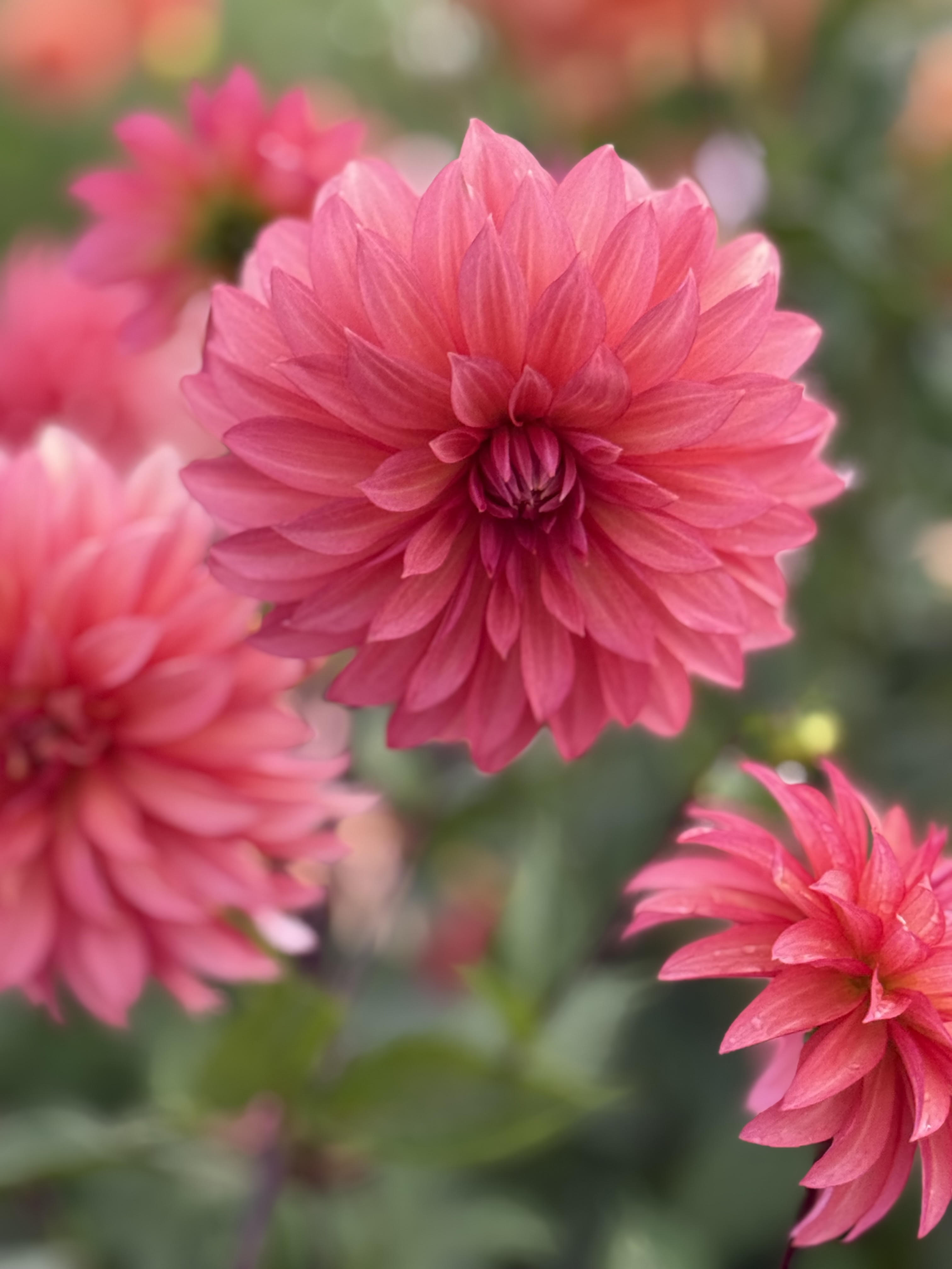 Sandia Ruthie *LIMIT ONE* – Muddy Hill Flower Farm