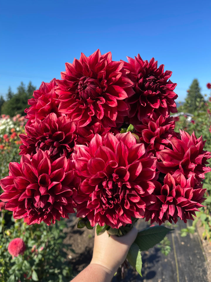 Dahlia Tubers – Muddy Hill Flower Farm